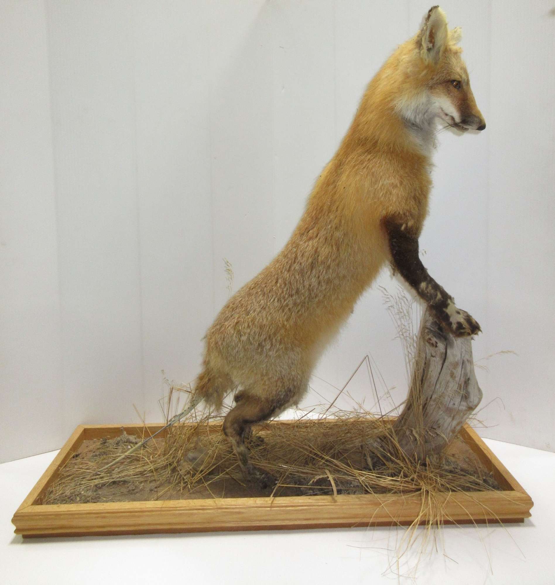 Albrecht Auctions | Fox Mount