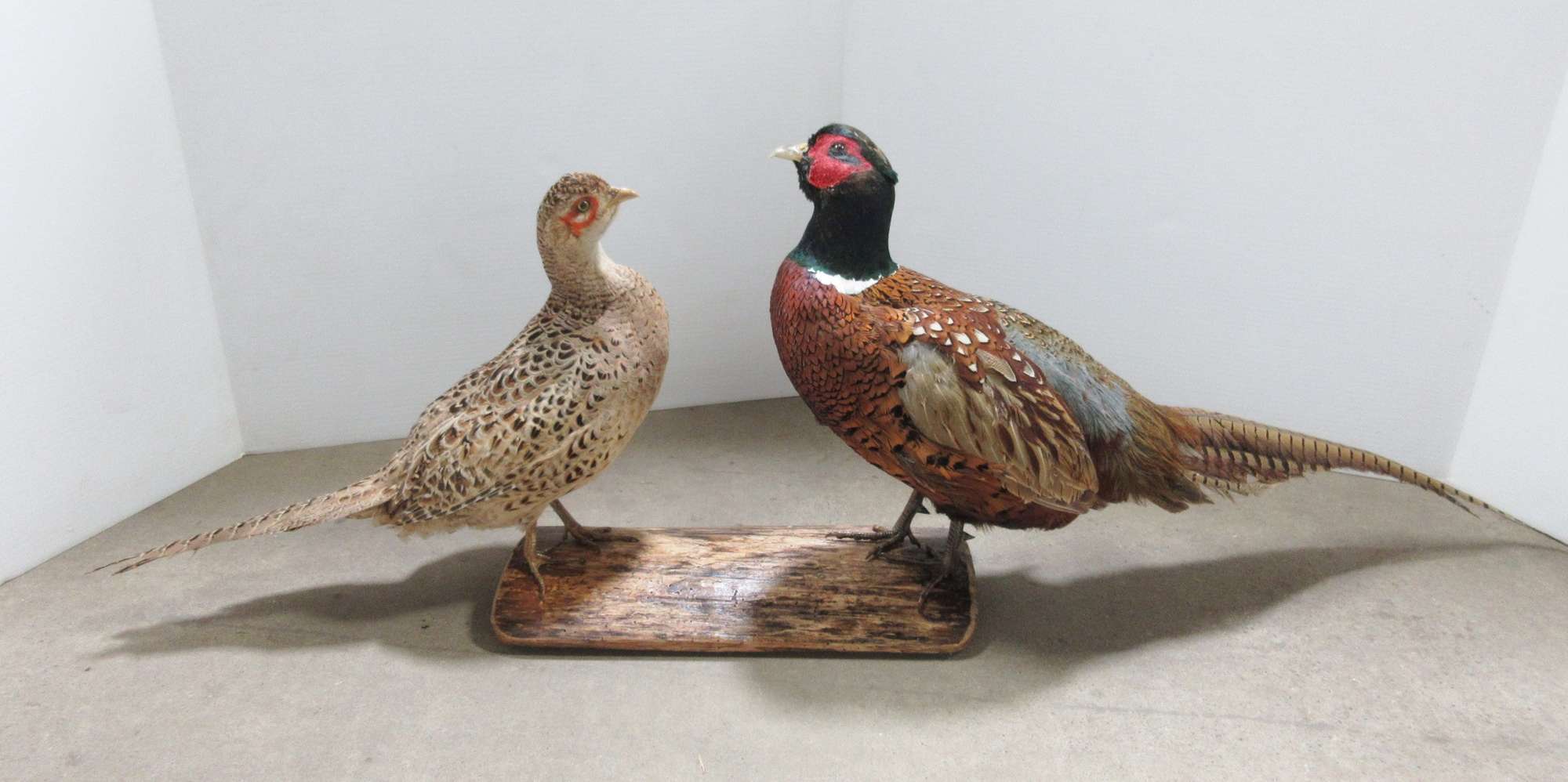 Albrecht Auctions | Hen/Rooster Ringneck Pheasant Mount on Wood