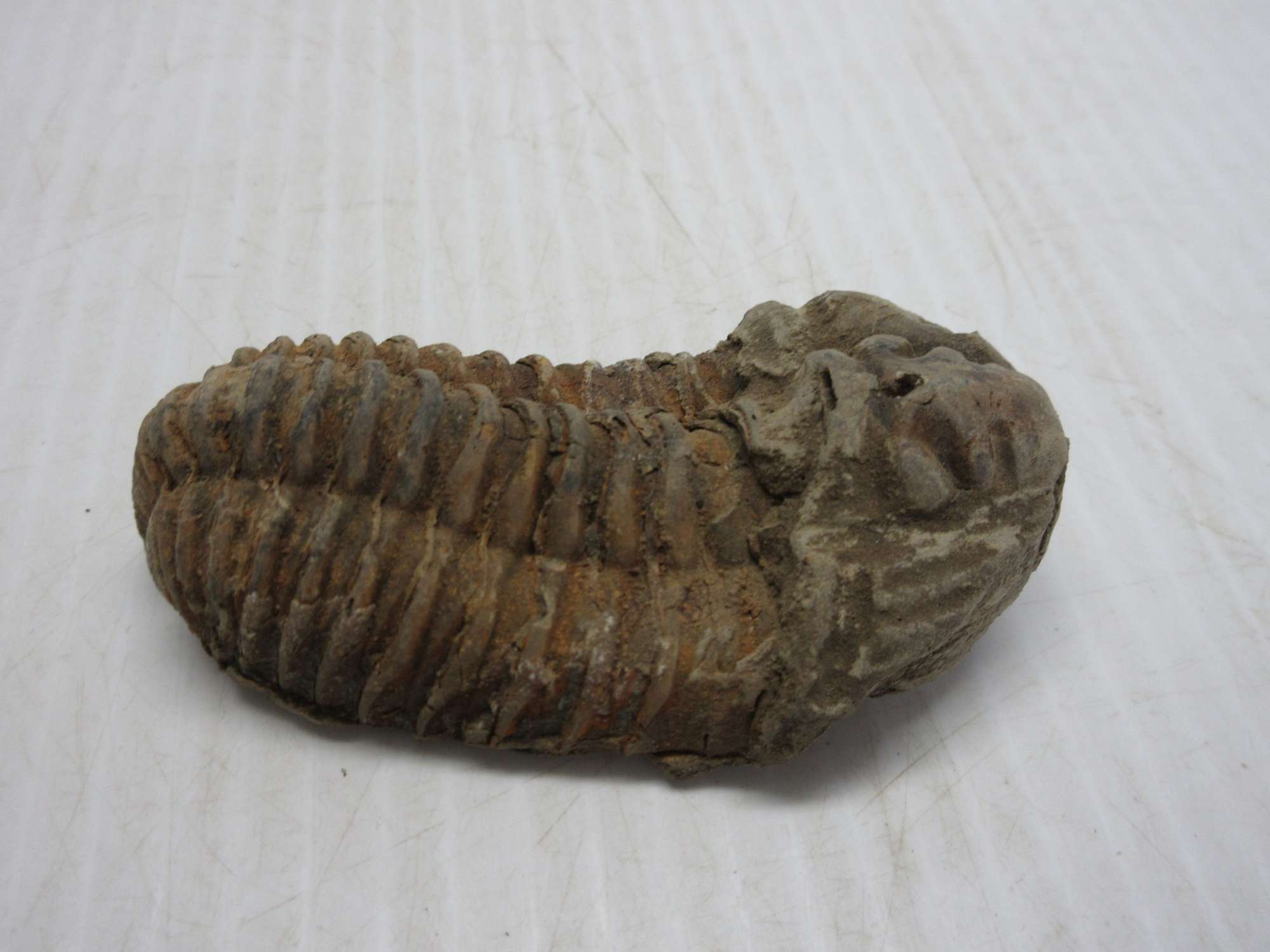 Albrecht Auctions | Trilobite Fossil, "Morocco Nite Maladies" from the ...