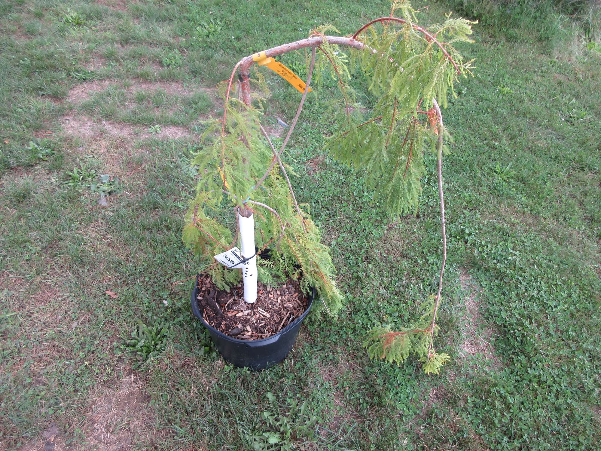 Albrecht Auctions | Falling Waters Bald Cypress Tree