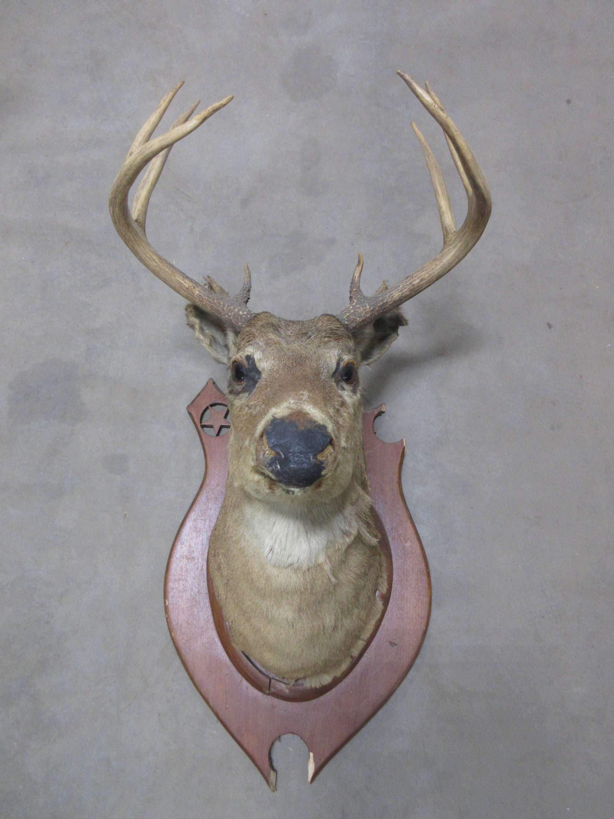 Albrecht Auctions | Older 10-Point Deer Mount, From an Upper Peninsula Bar